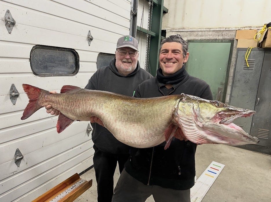 Big muskie sparks controversy while season's first striped bass hit