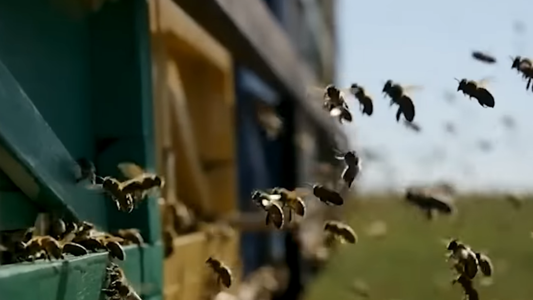 Her own bees stung her to death – what happened next is hard to believe