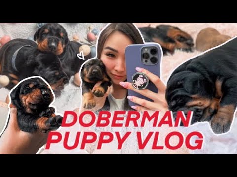 A day in the life of my Doberman puppy