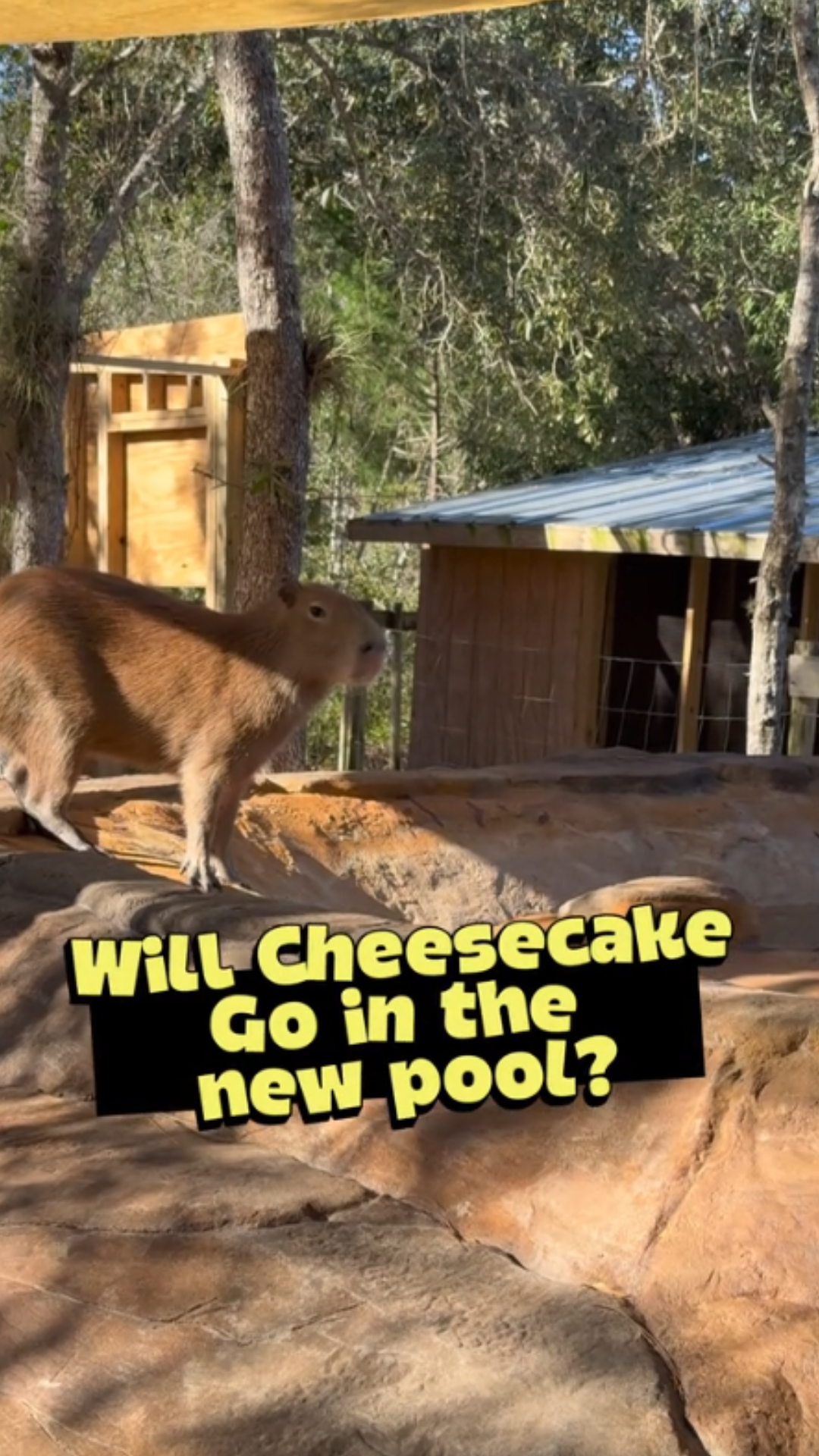 The Capybaras First Splash in Their Brand New Pool