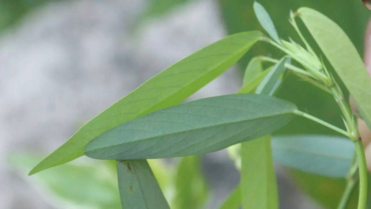 Meet the ‘Dancing Plant’: A perfect Asian plant to add in home garden