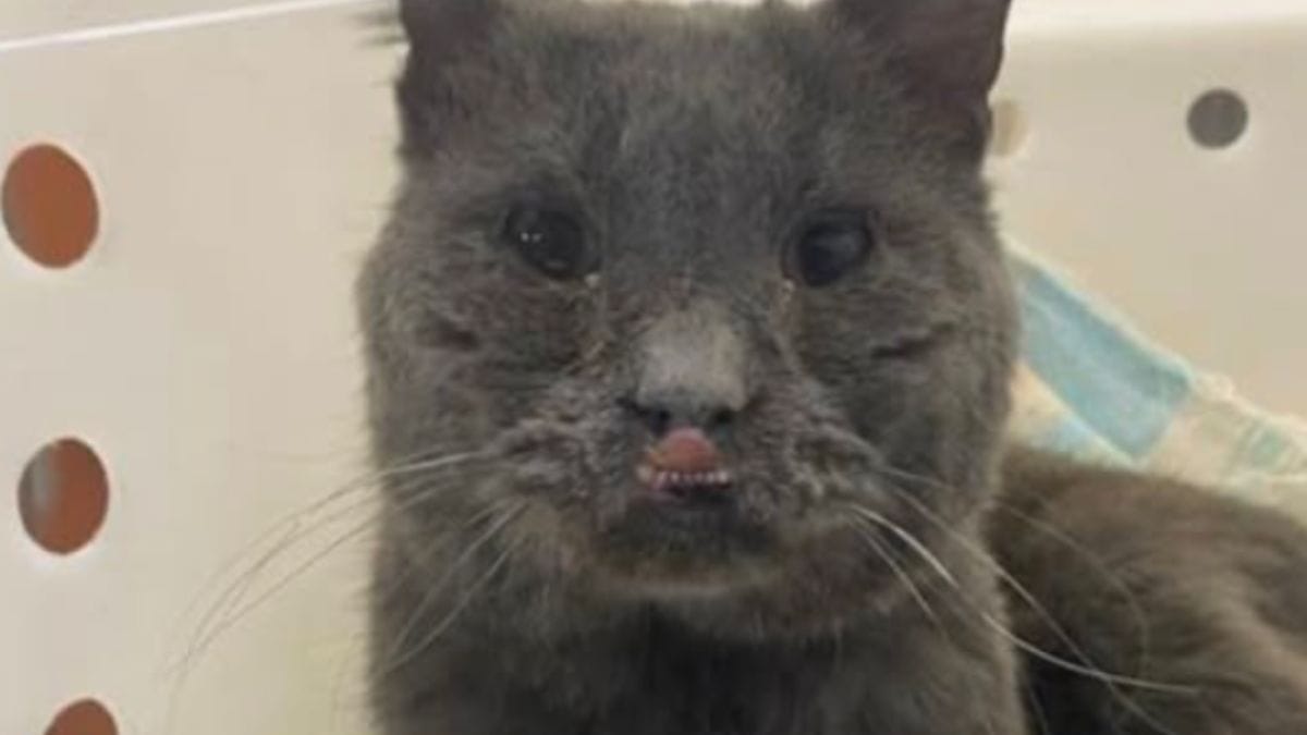 Ten-year-old cat with a swollen face arrives at shelter: just days ...