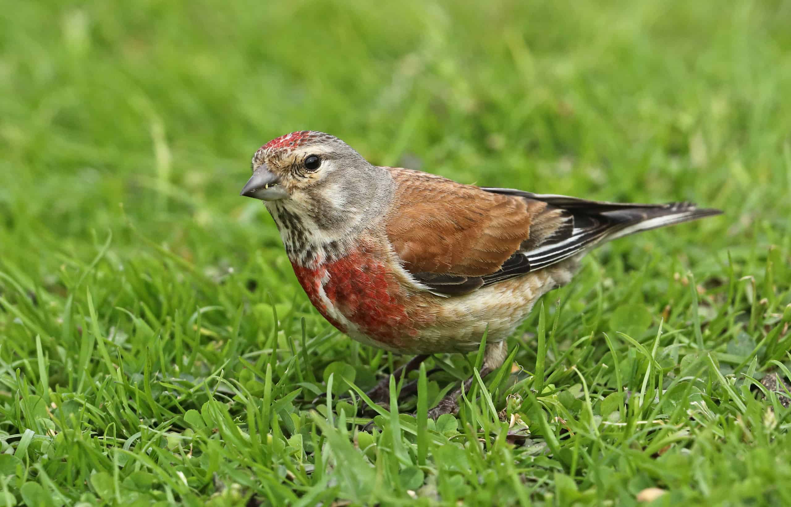 15 birds that lay beautiful blue eggs