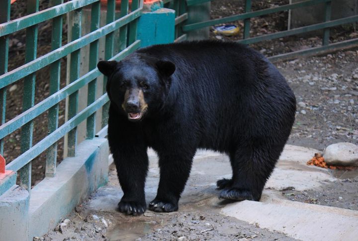 10 wild truths behind the black bear comeback in the US