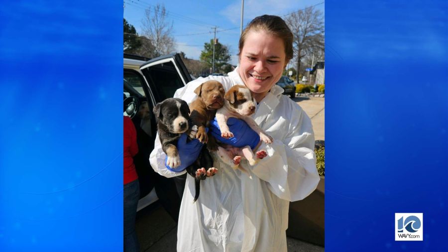 Norfolk SPCA seeks foster care for 14 rescued puppies