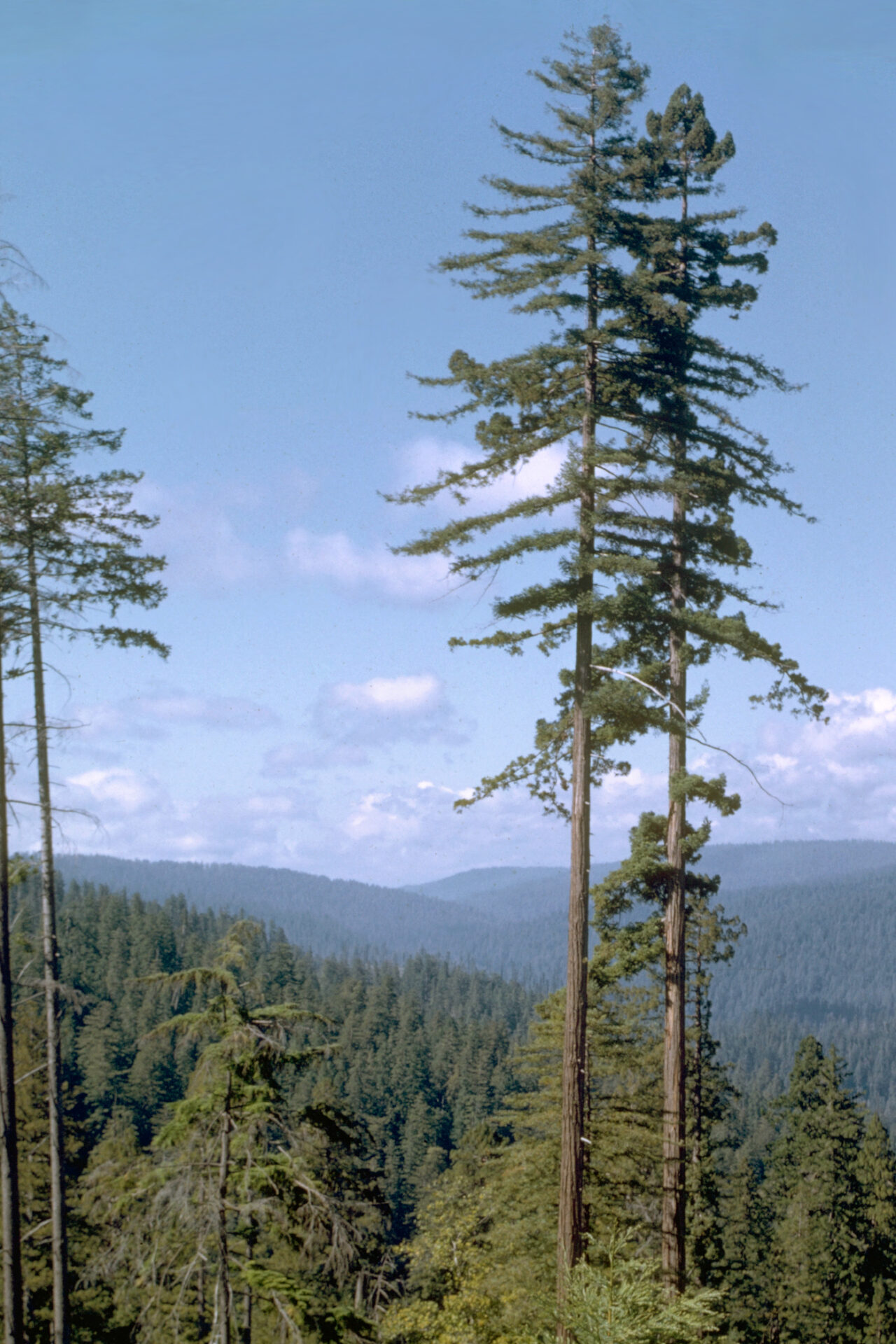 Living giants: The tallest trees in the world