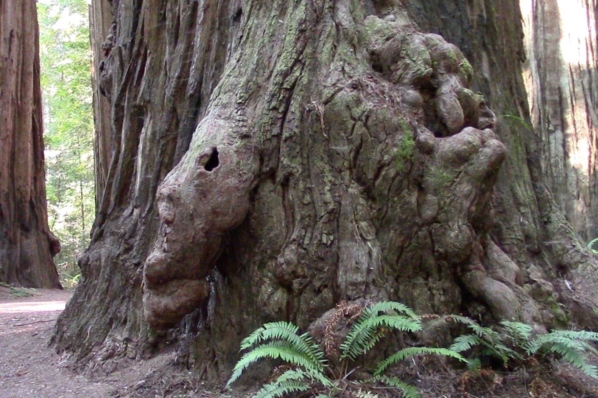 Living giants: The tallest trees in the world