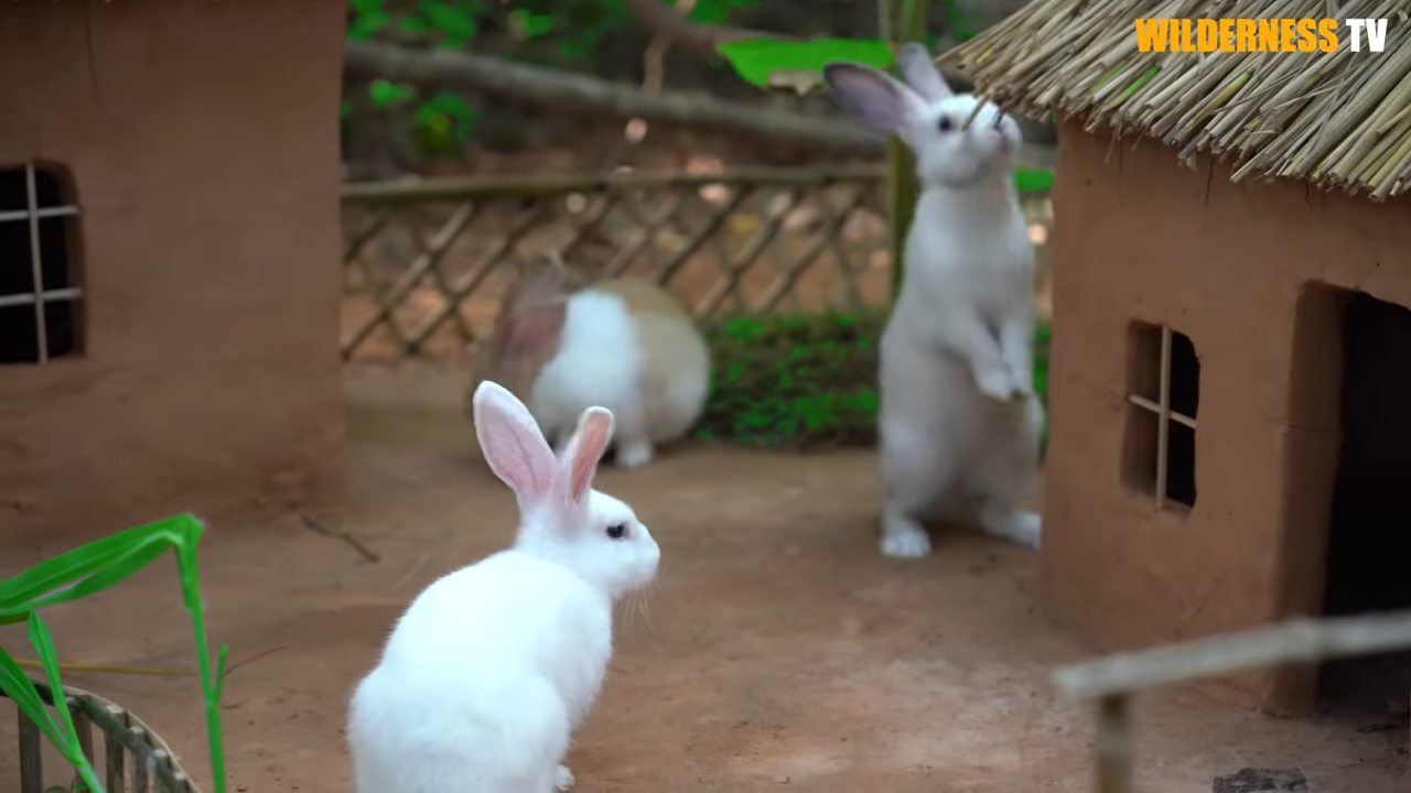 Watch a lonely rabbit find a warm country home beside a fish pond