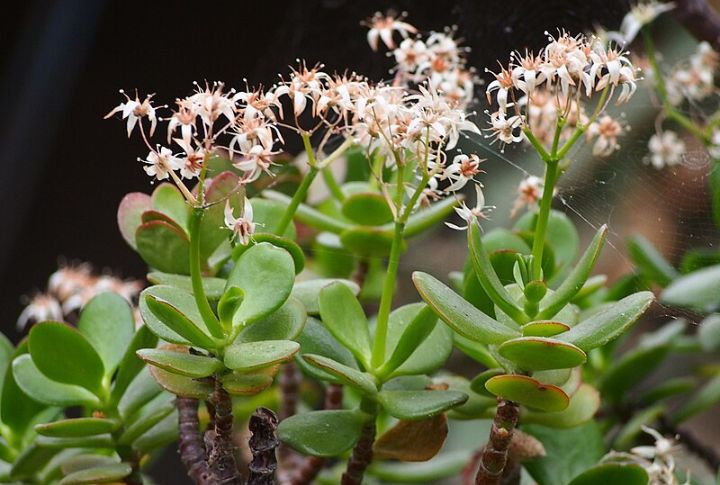 10 important facts to know about jade plants