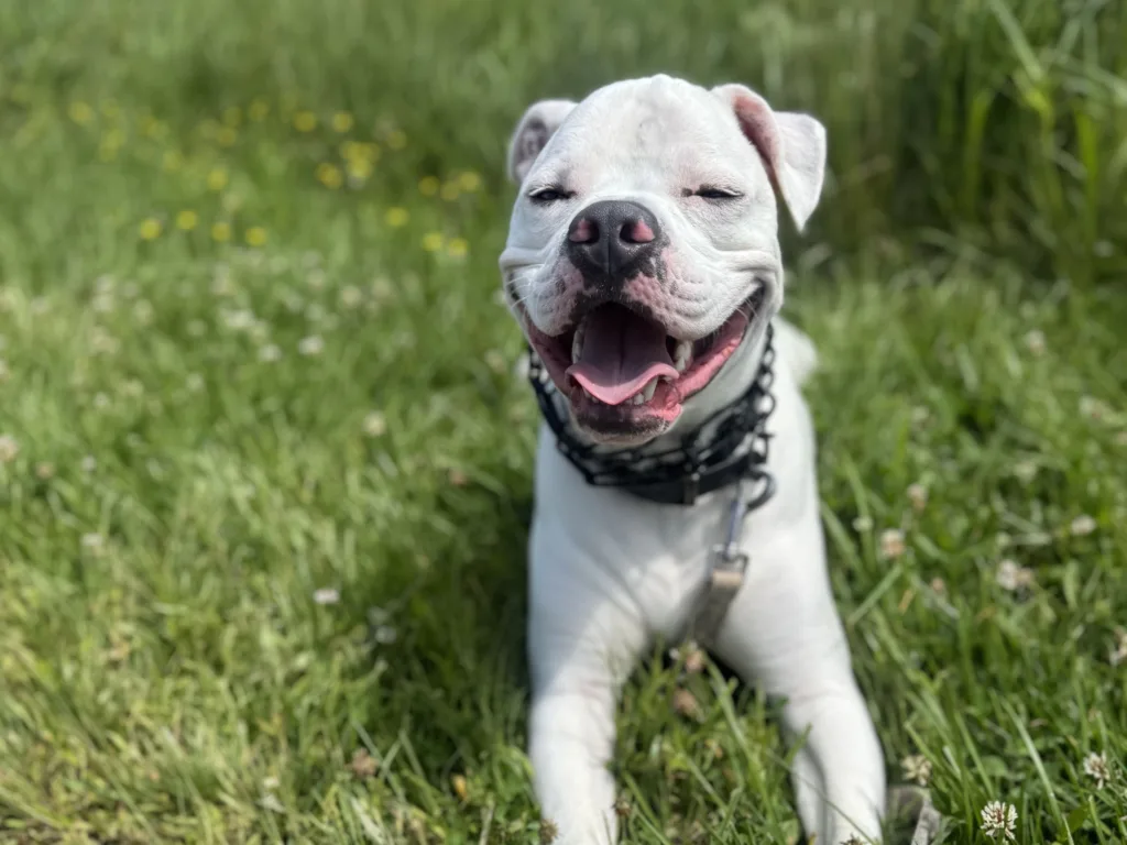 Apartment dog gets his first backyard and his reaction says it all