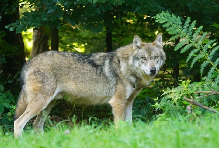 How wolves continue to shape our culture, nature, and storytelling