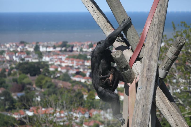 Popular UK zoo issues statement after visitors complain of distressing ...