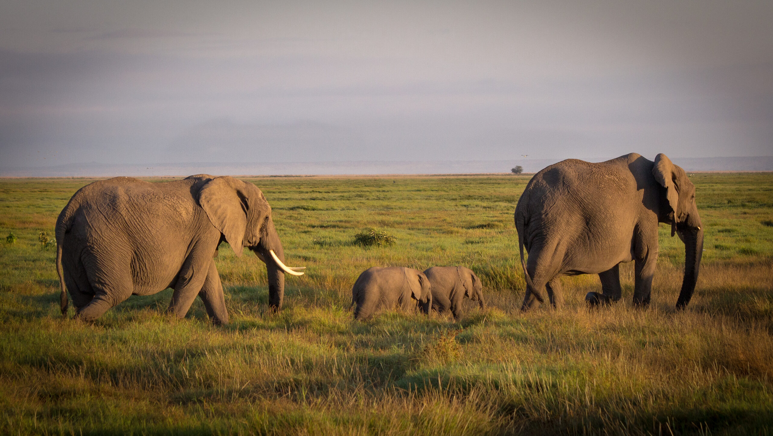 20 animals that are so rare, they’re almost mythical