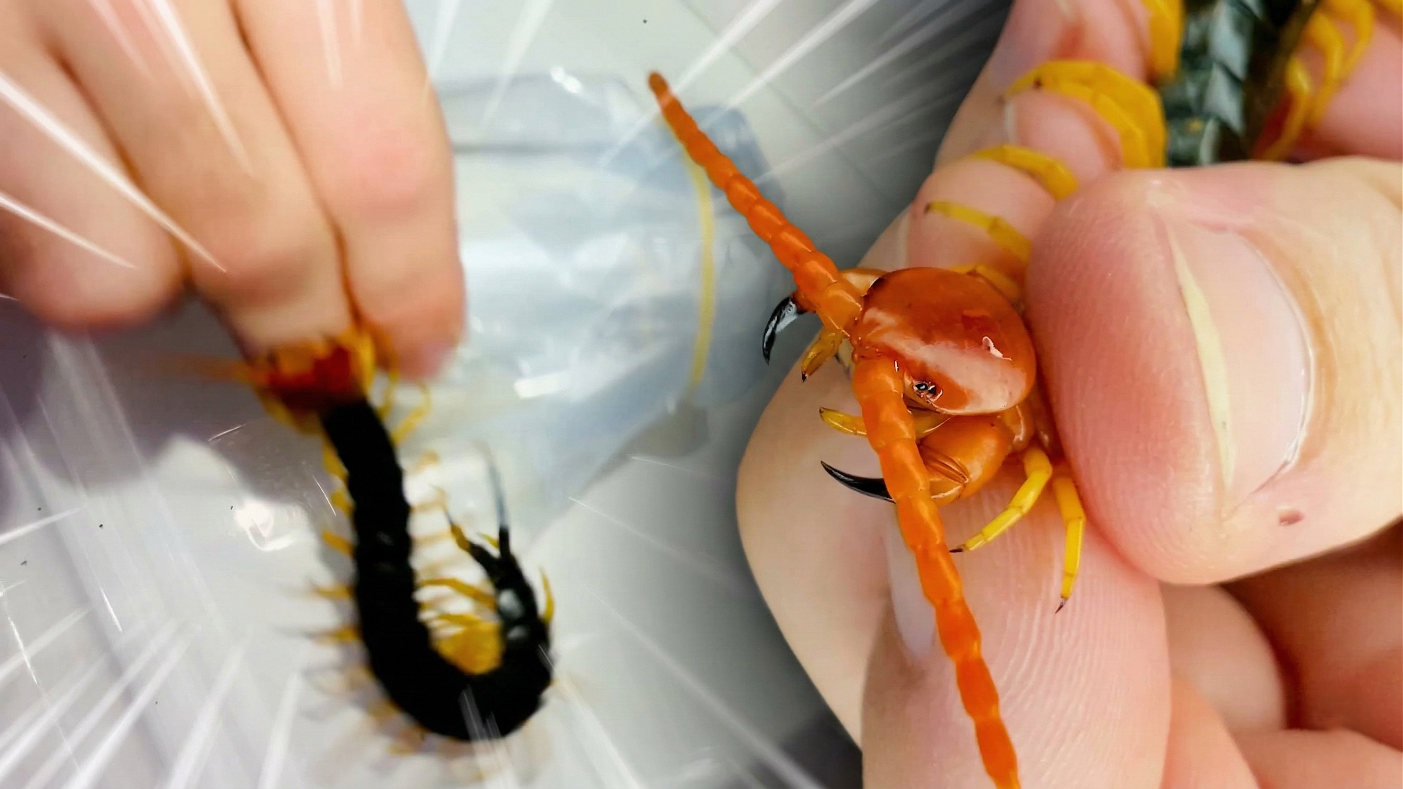 Giant centipede bite - why this venomous predator is more dangerous ...