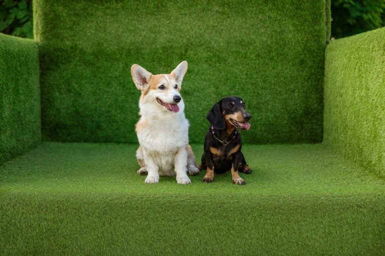 Dog owners are the most selfish people on the planet