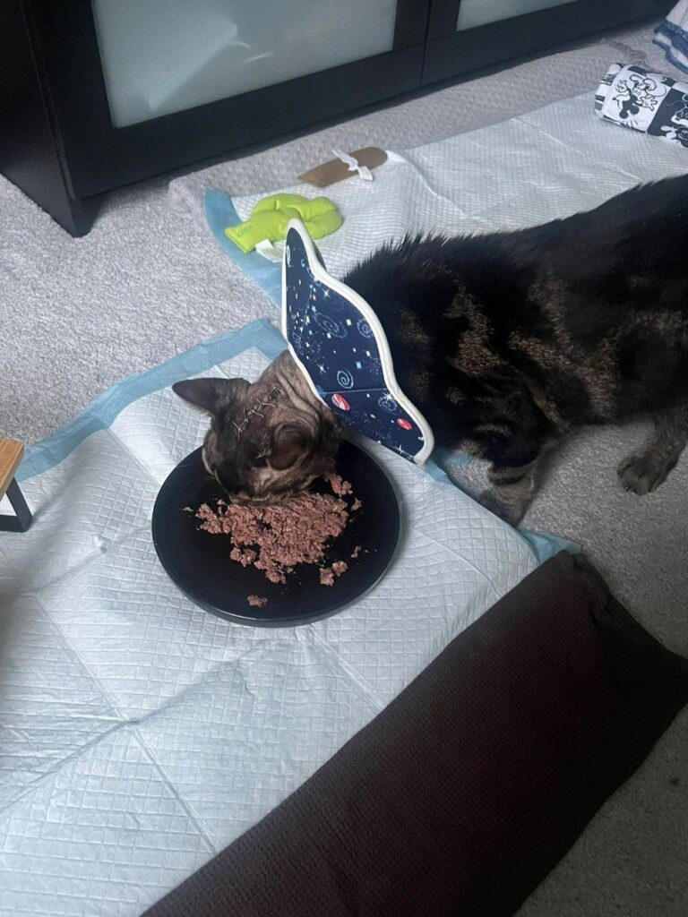 Cat’s skull removed to extract pea-sized brain tumour
