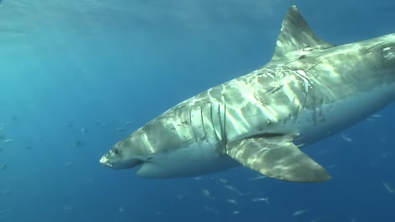 Watch what happens when a great white shark attacks