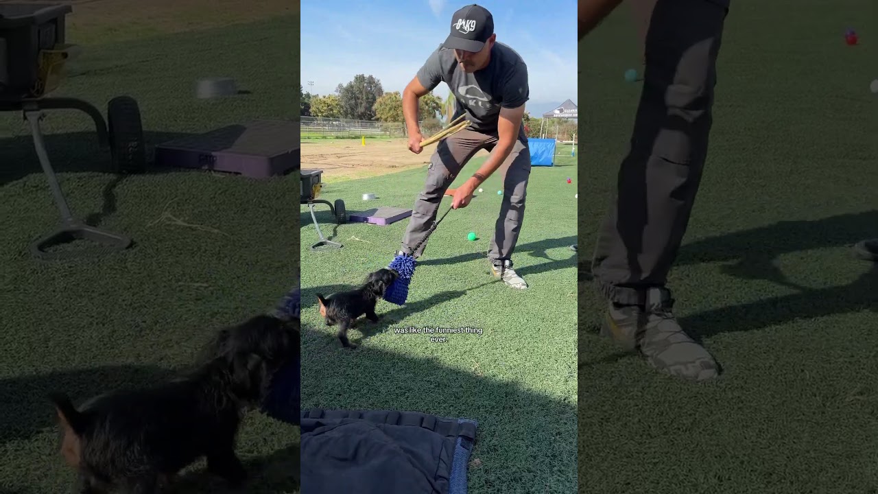 Exciting puppy updates reveal highlights from life with new pet