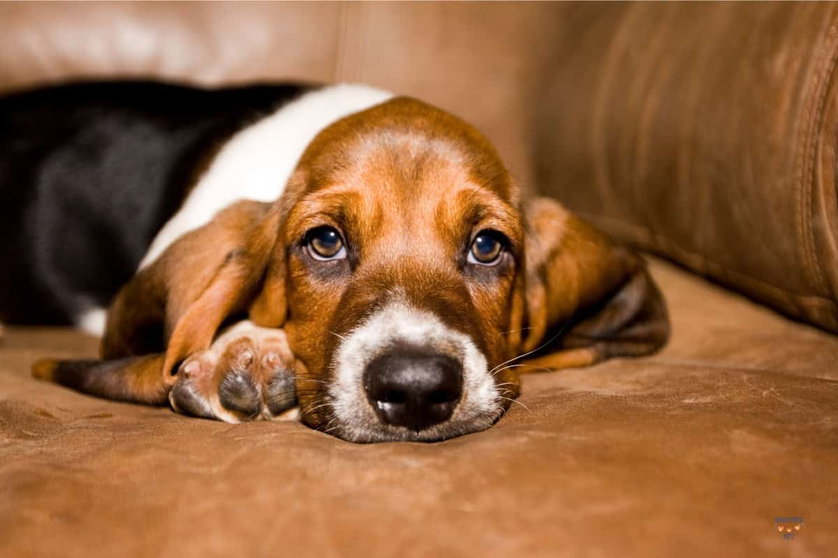 20 laid-back dog breeds that would choose naps over fetch any day