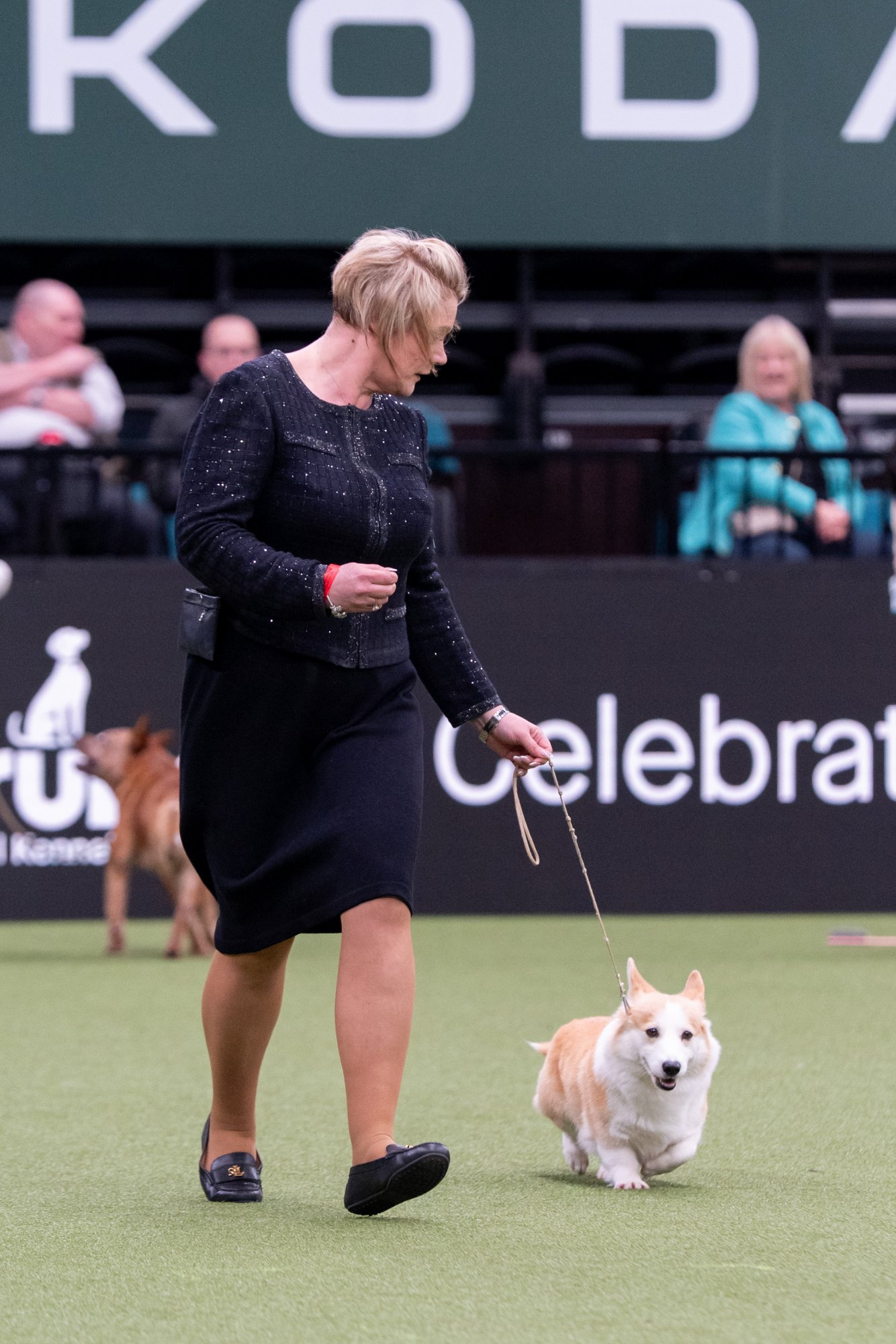Crufts 2026 results: Working and pastoral group winners confirmed in ...