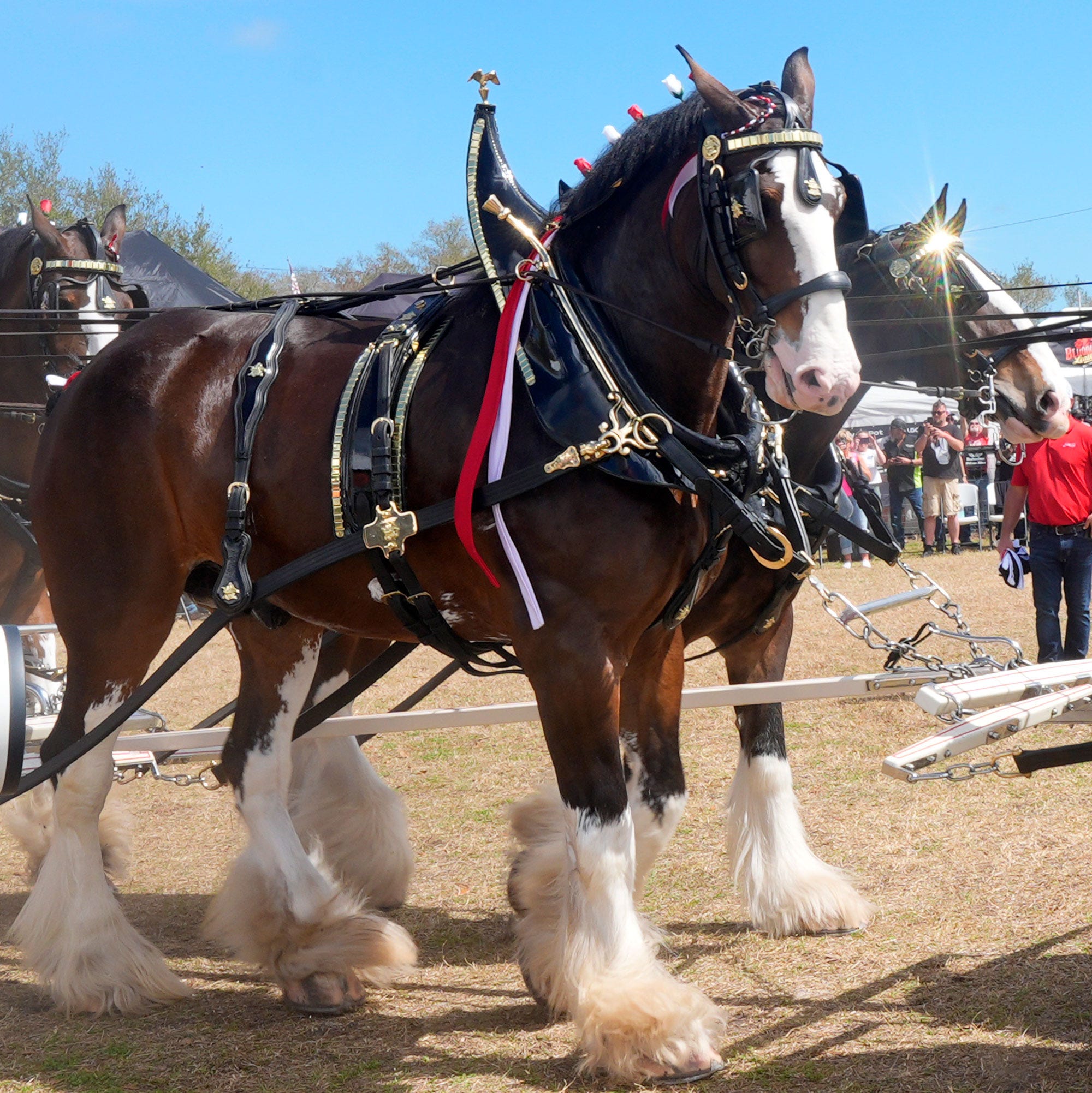 Budweiser Clydesdales to appear in Kentucky this spring. Here's when, where