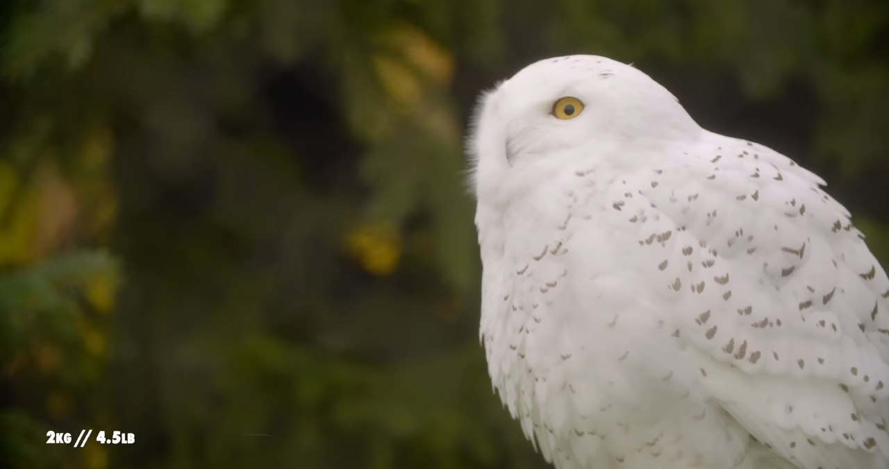 Watch what happens when a snowy owl brings a fresh lemming to its nest ...