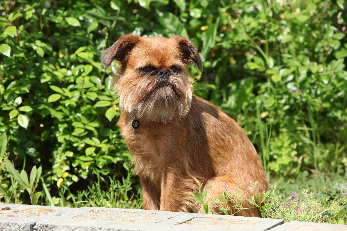 20 laid-back dog breeds that would choose naps over fetch any day