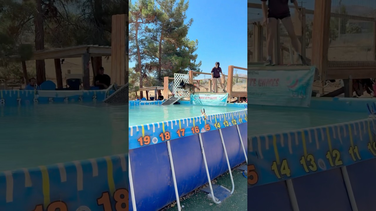 Watch several dogs bite bad guys in the water