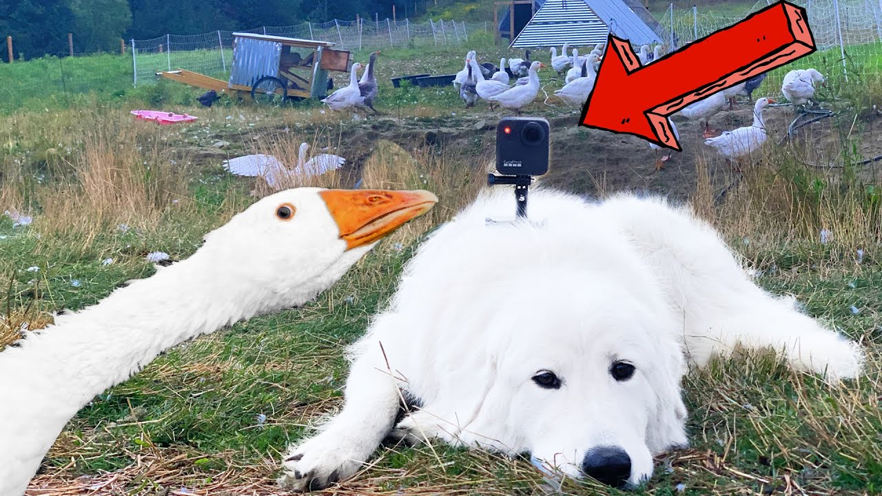 Hidden GoPro footage reveals what the livestock guardian dog does when ...