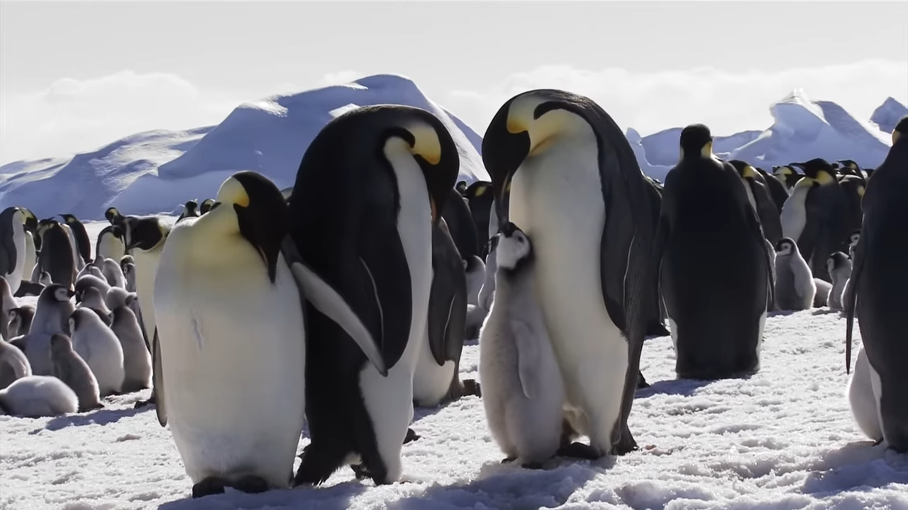Watch how penguins protect their eggs in the brutal Antarctic winter