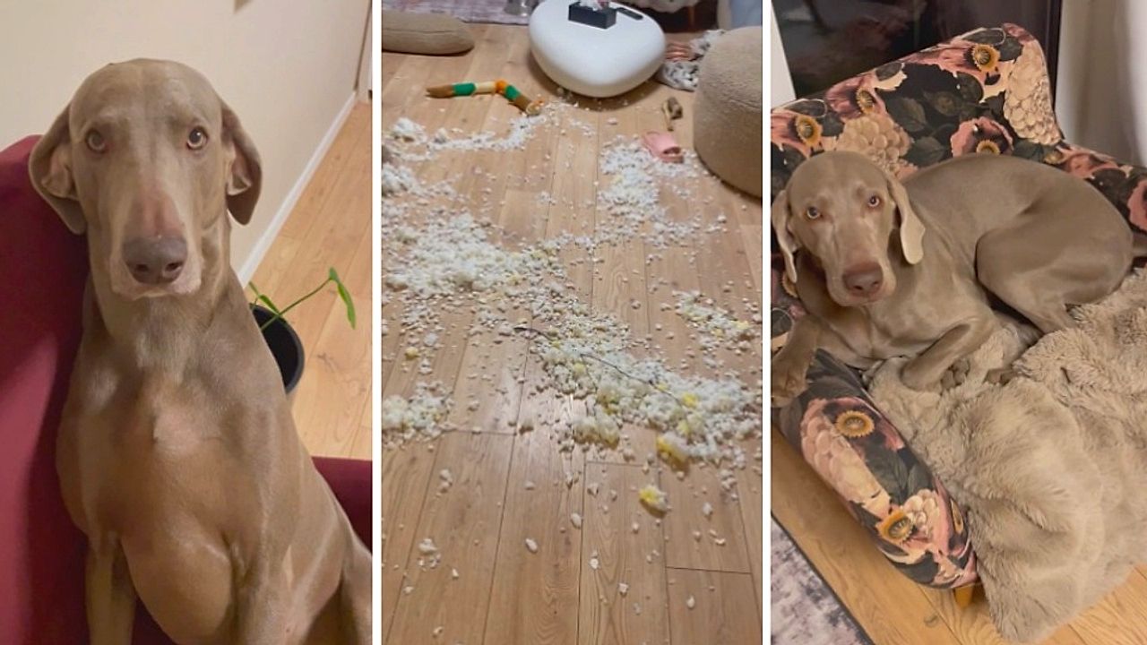 Busted: Dogs tear apart their bed and leave a massive mess behind