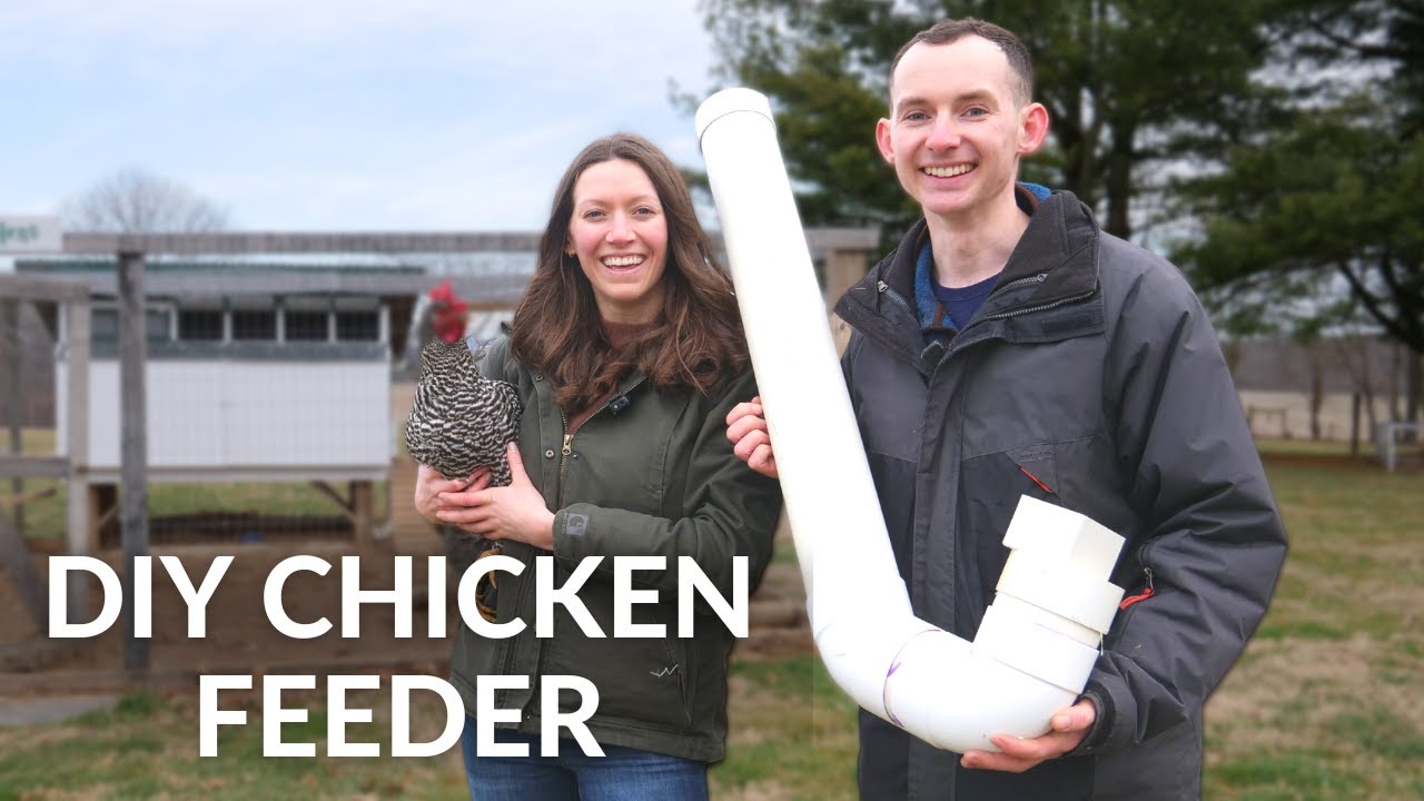 Say goodbye to daily chicken feeding with PVC feeder