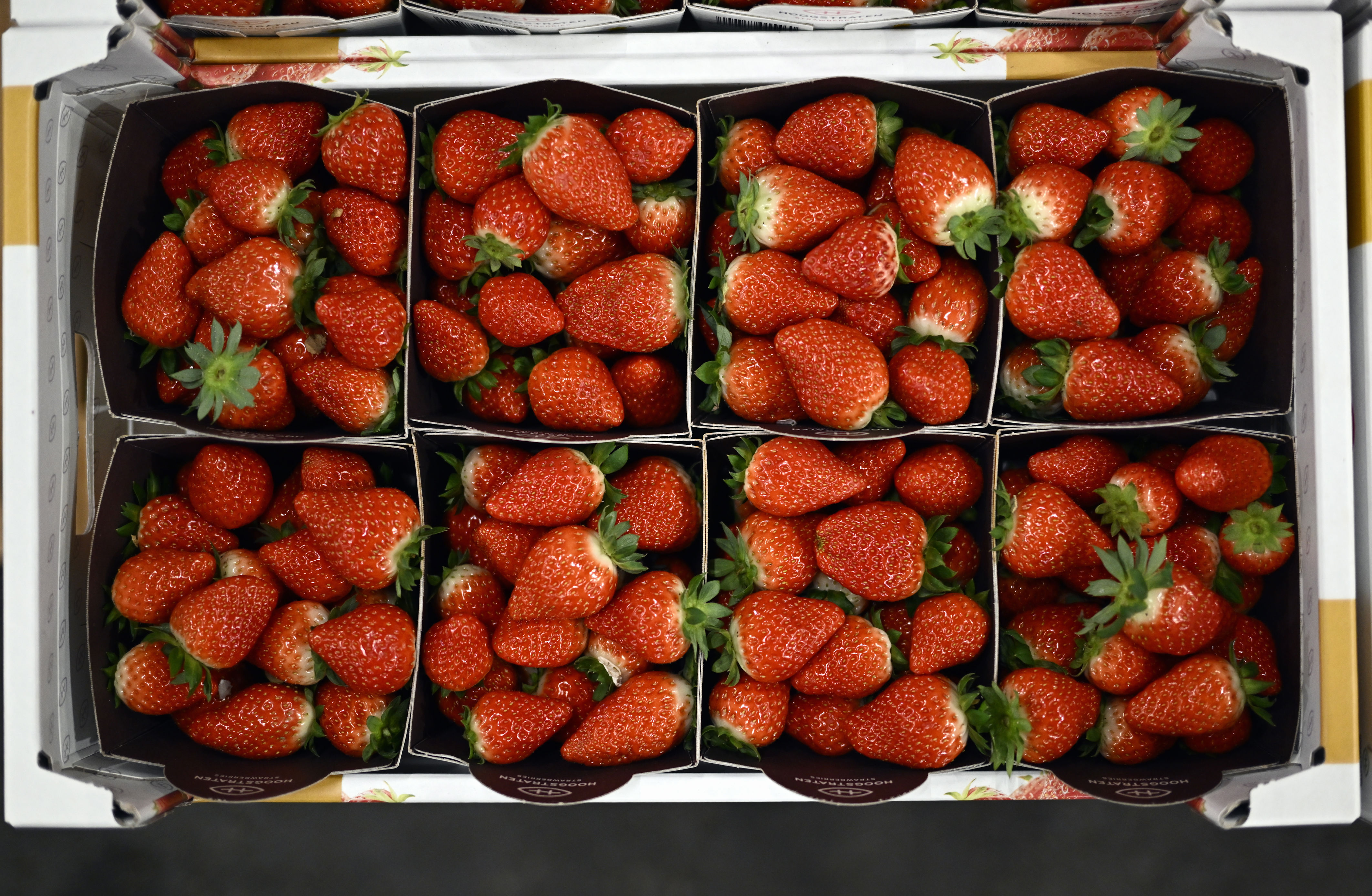 La saison des fraises est bientôt lancée