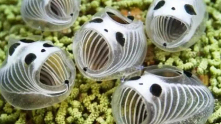 Underwater panda discovered near Japan: Tiny 1-inch translucent marine ...