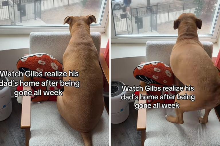 Rescue dog waits at window, moment he realizes dad is home melts hearts