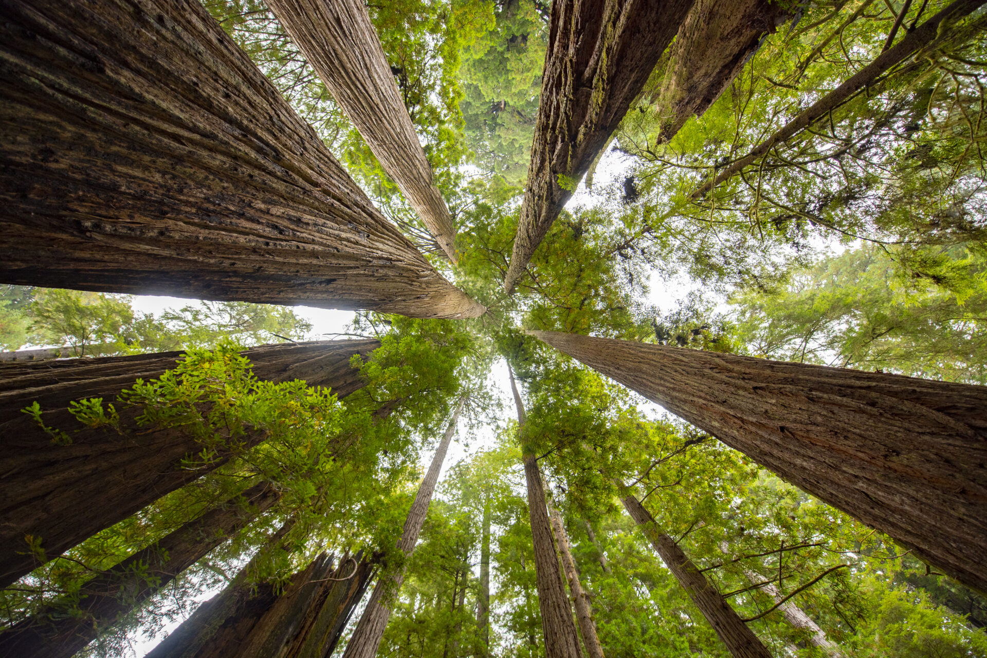 Living giants: The tallest trees in the world