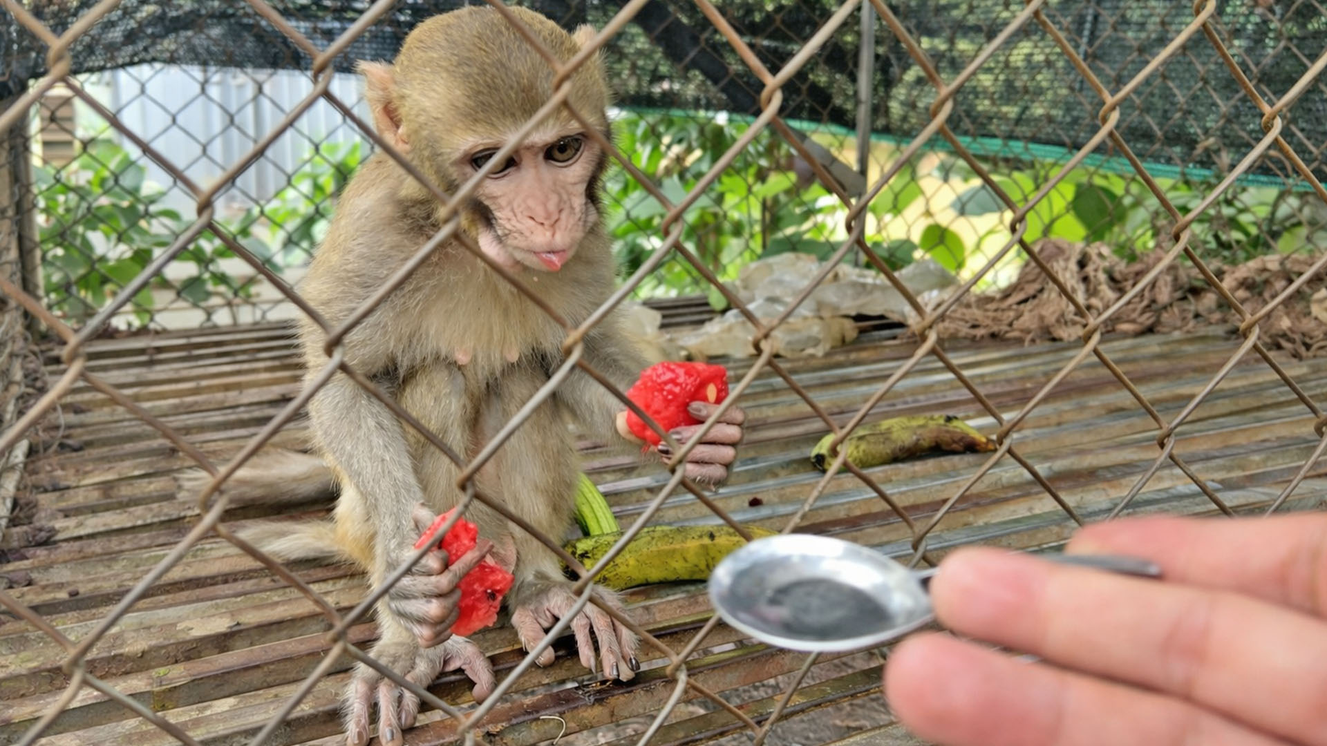 The monkey eats fruit with angry moves
