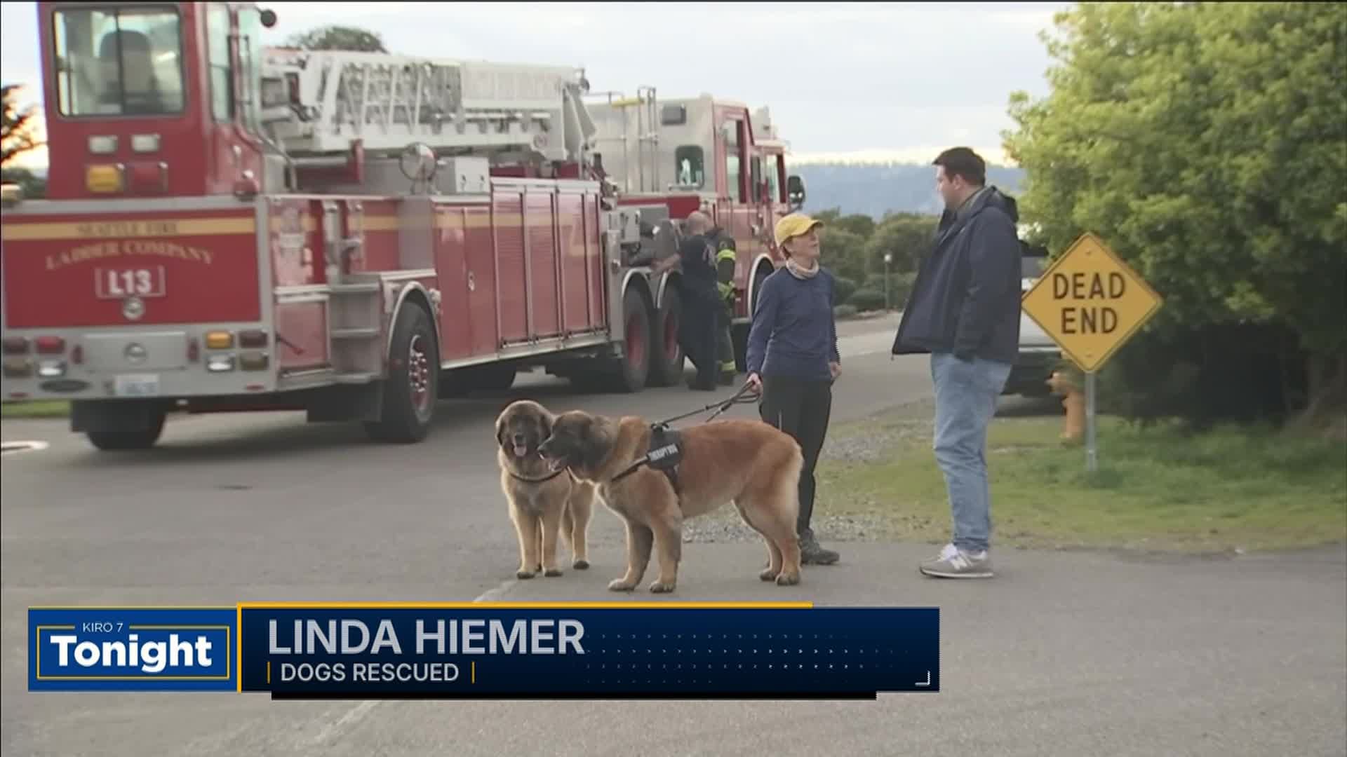 Seattle Fire crews rescue 2 large dogs stuck down embankment