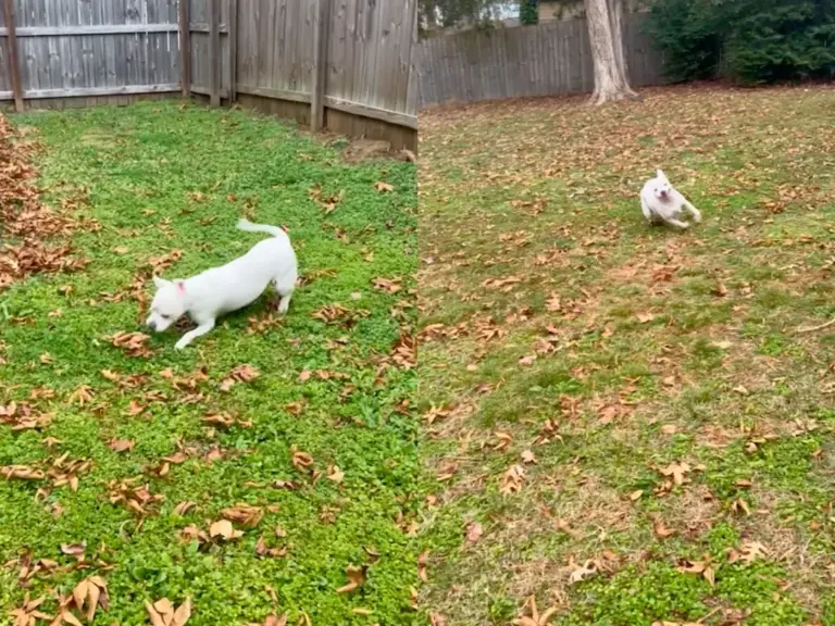 Apartment dog gets his first backyard and his reaction says it all