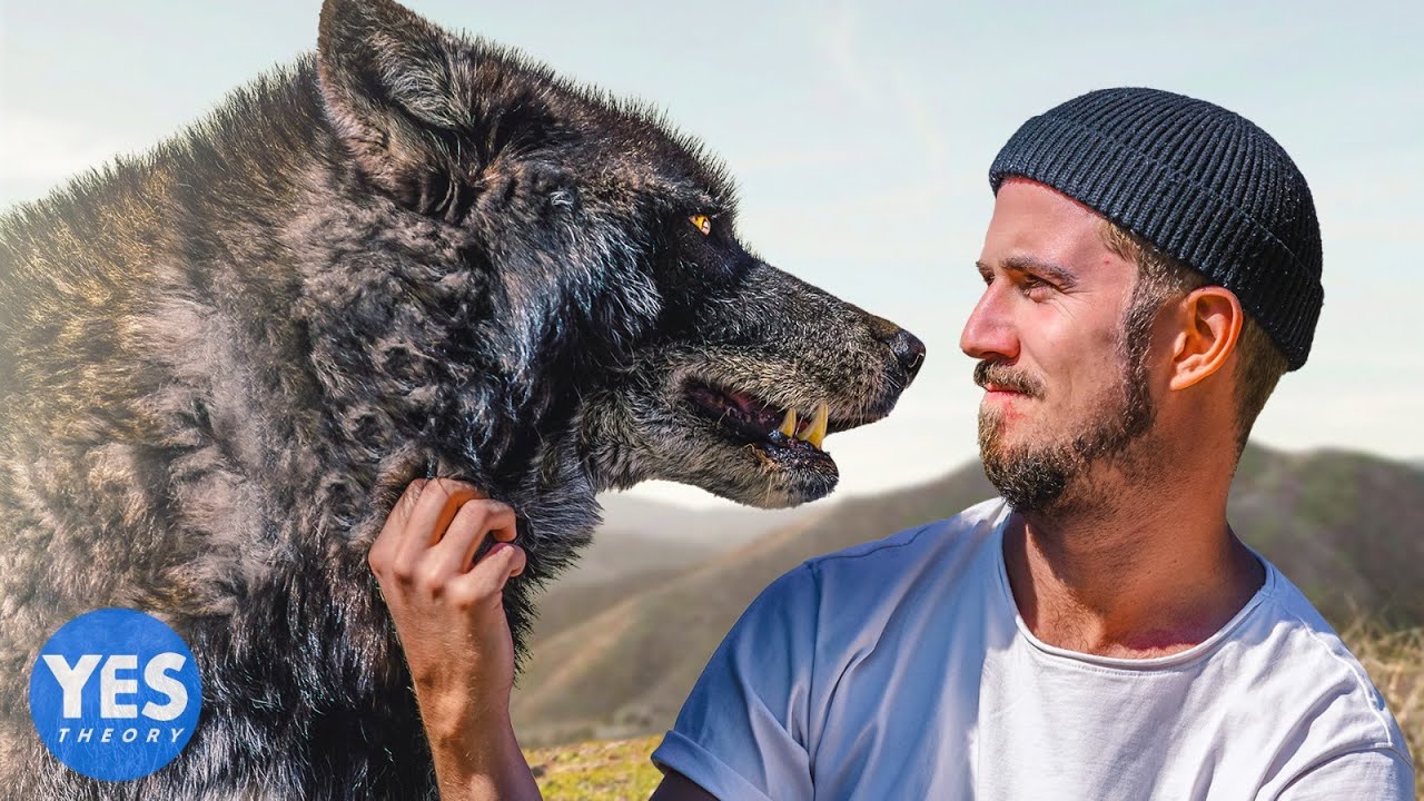 Watch what happens when a man gets surrounded by 16 wolves