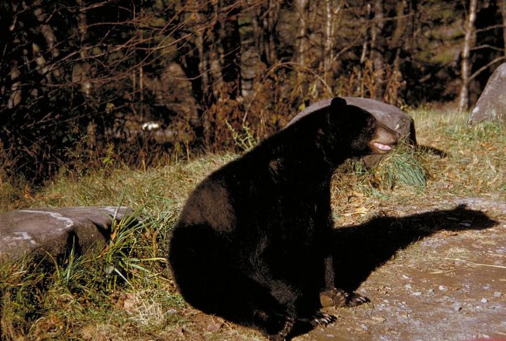 10 wild truths behind the black bear comeback in the US