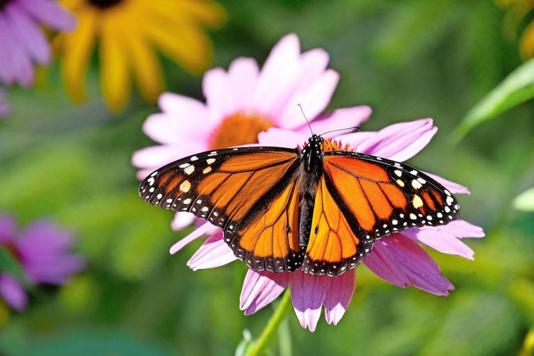 11 fascinating monarch butterfly facts