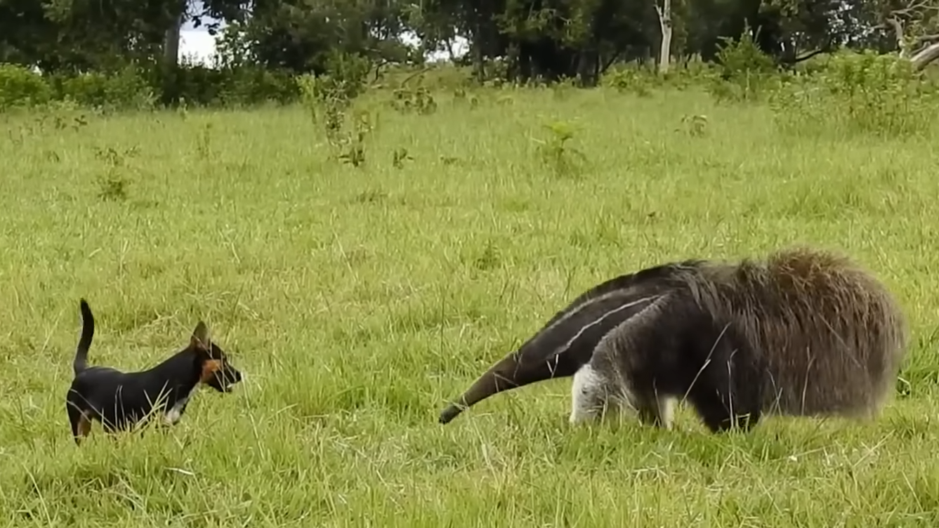 Watch what happens when a dog comes too close to a huge anteater