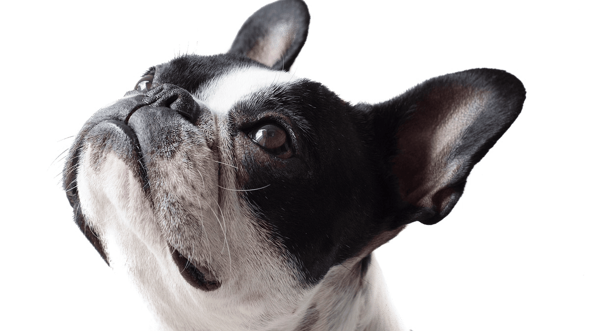 10 things your dog will remember about you for its entire life (even ...
