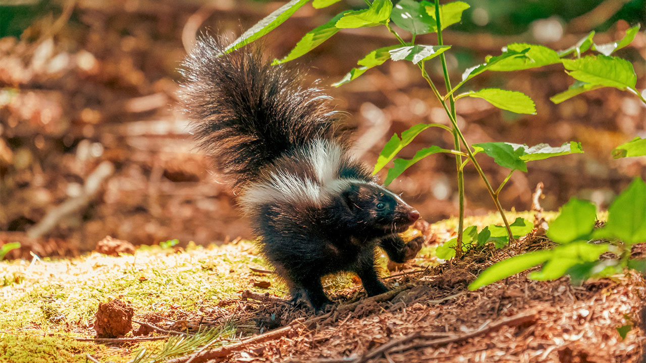 15 surprising facts about skunks