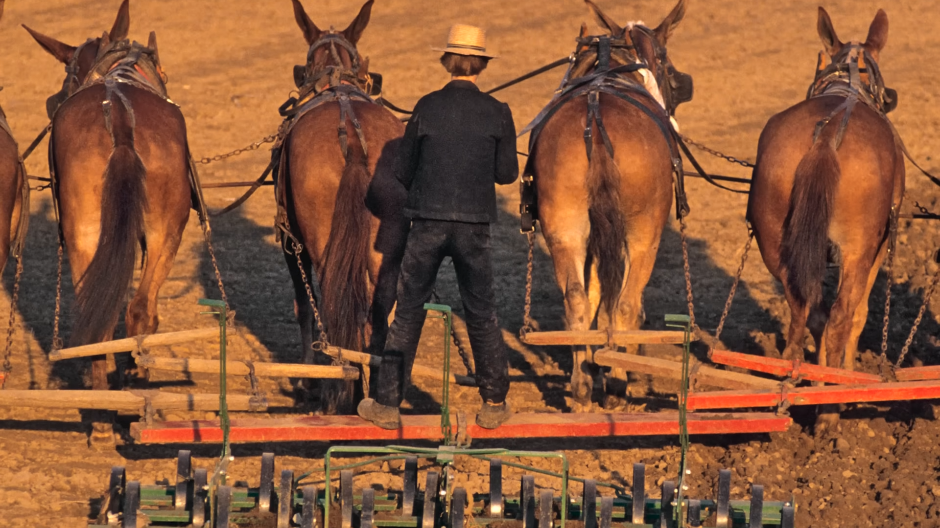 Why Amish children have some of the lowest allergy rates ever recorded