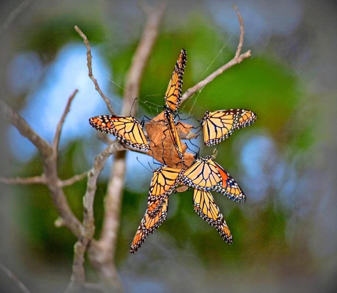 Do monarch butterfly sightings have meaning?