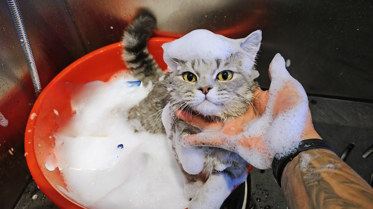 Smokey: Impossible to Groom, Impossible to Resist