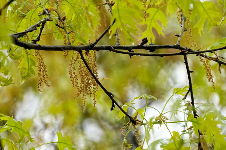 North Carolina’s pollen trifecta and when to expect the yellow wave to ...