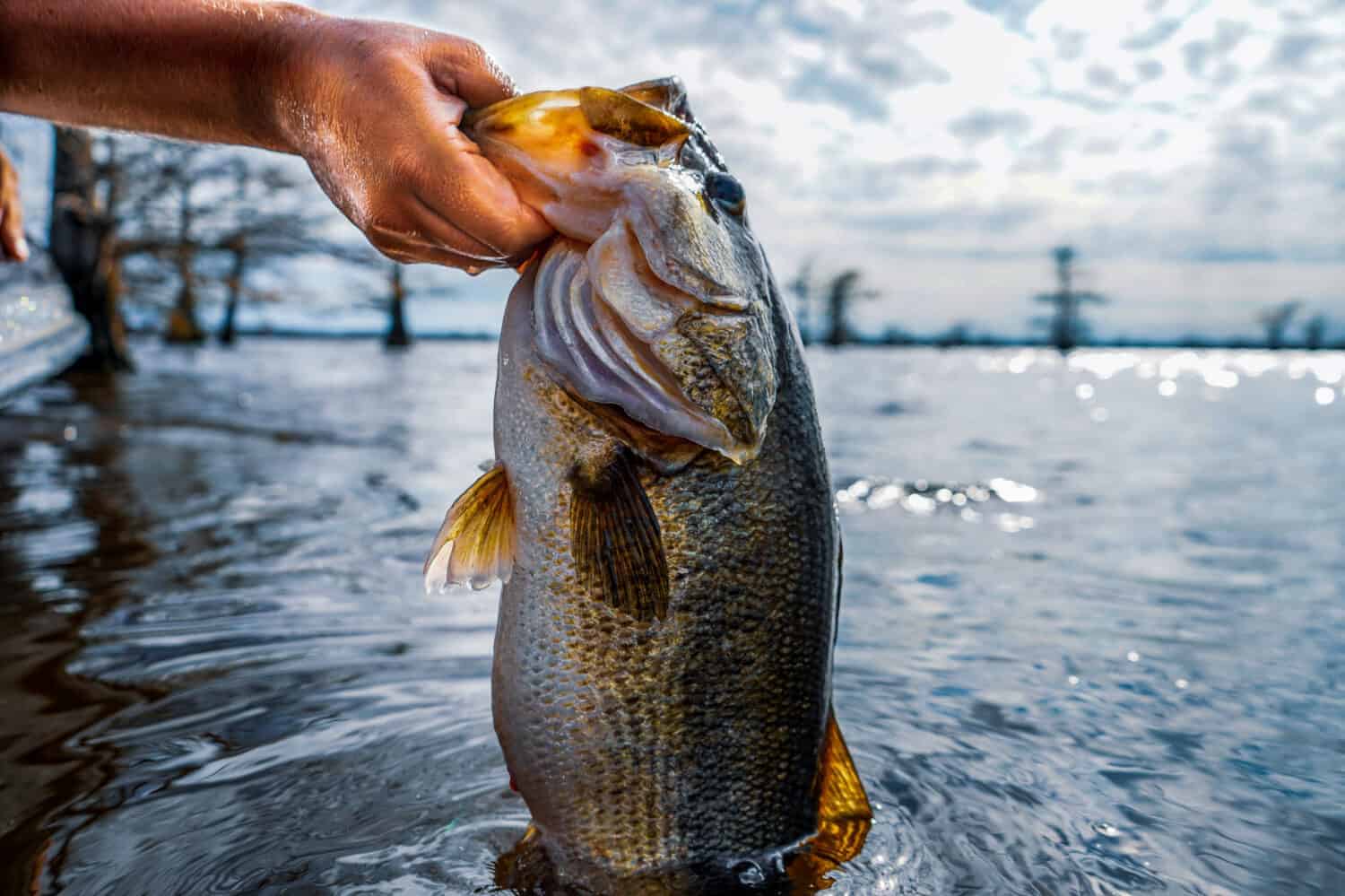 Record-breaking largemouth bass from the Pacific Northwest and every US ...
